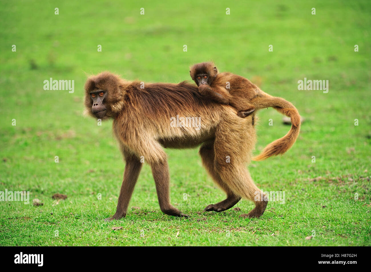 Gelada Baboon (Theropithecus gelada) mother with young, Simien ...