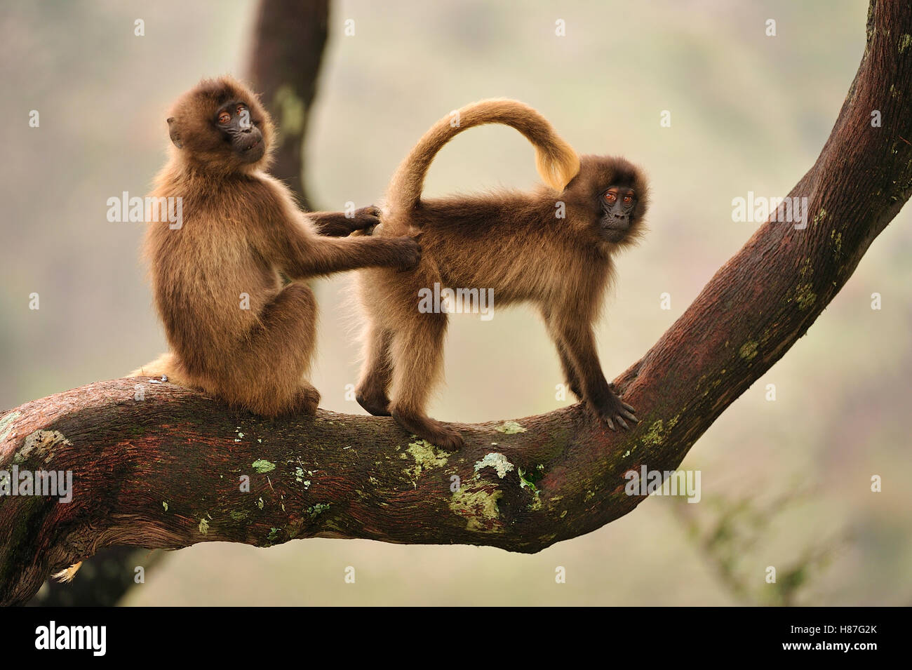 Gelada Baboon (Theropithecus gelada) juveniles grooming, Simien ...