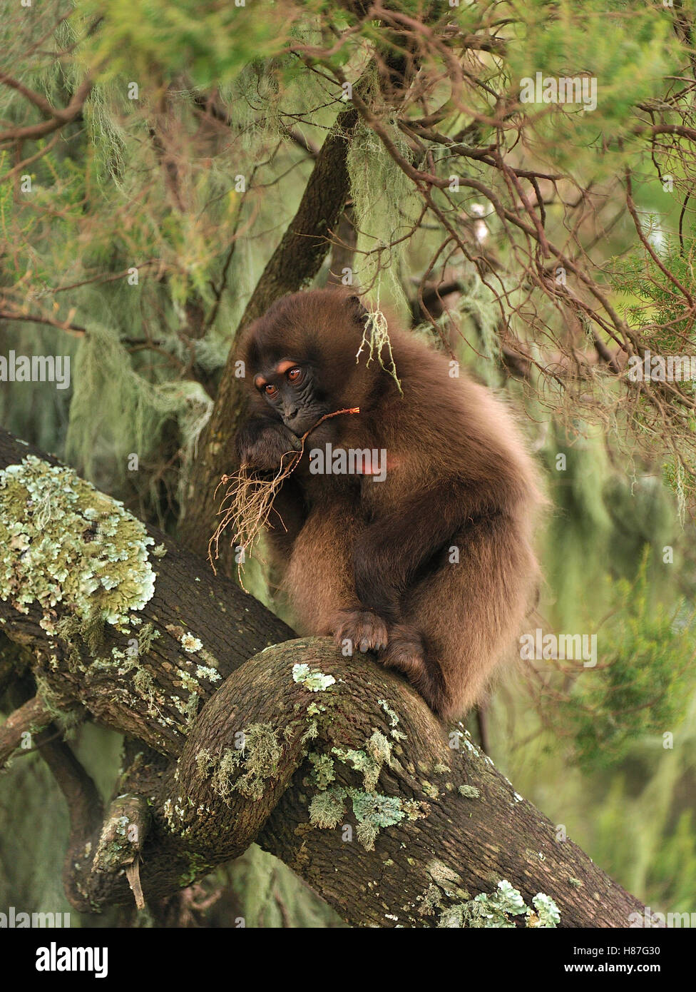 Gelada Baboon (Theropithecus gelada) feeding, Simien Mountains National ...