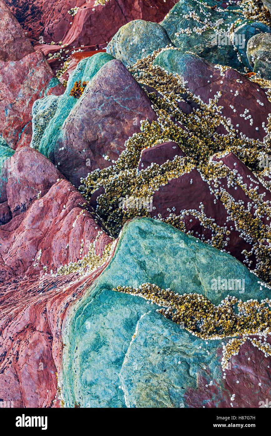 Northern Acorn Barnacle (Balanus balanoides) group on sedimentary rocks ...
