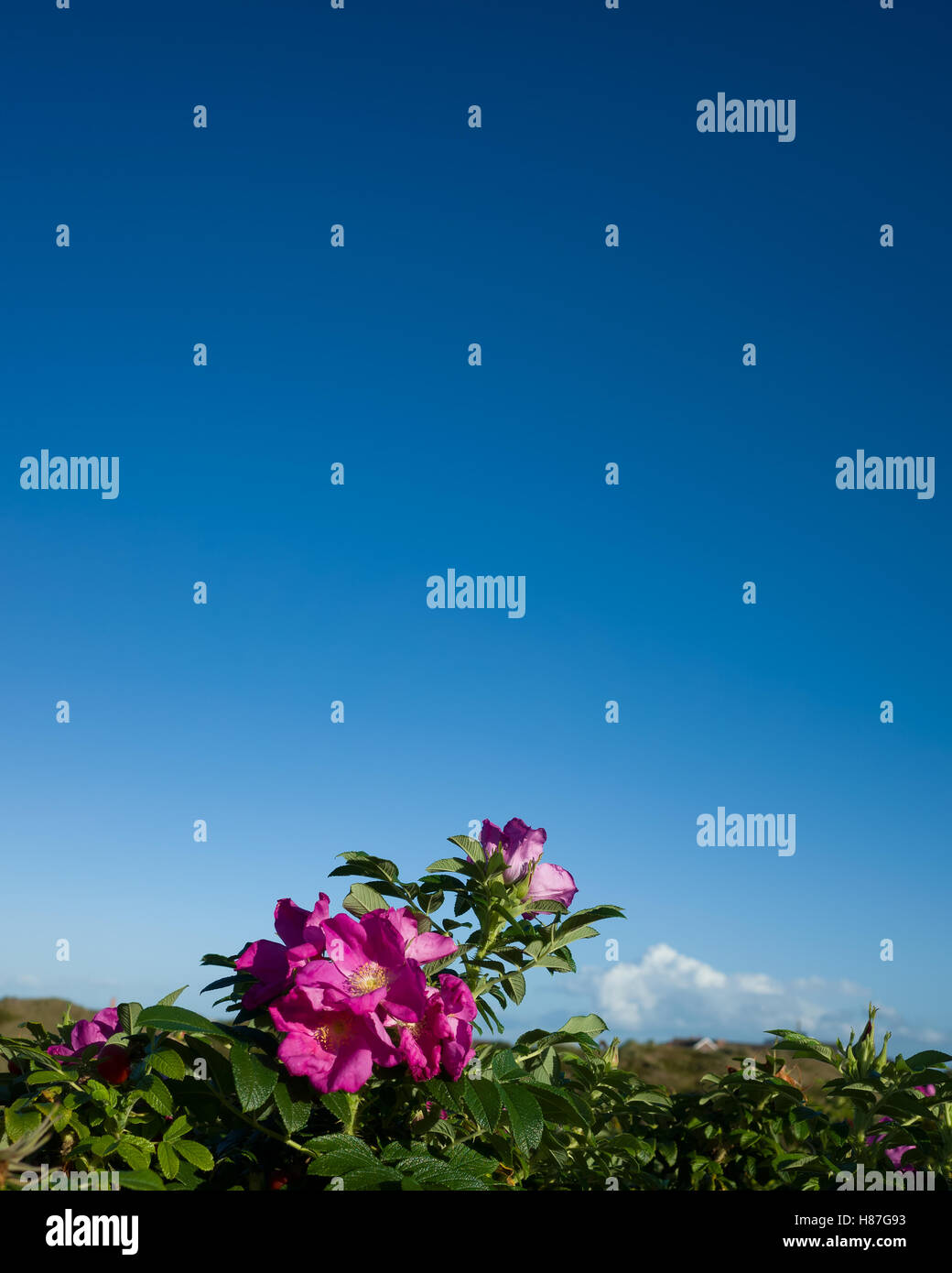 Blue roses close up hi-res stock photography and images - Alamy