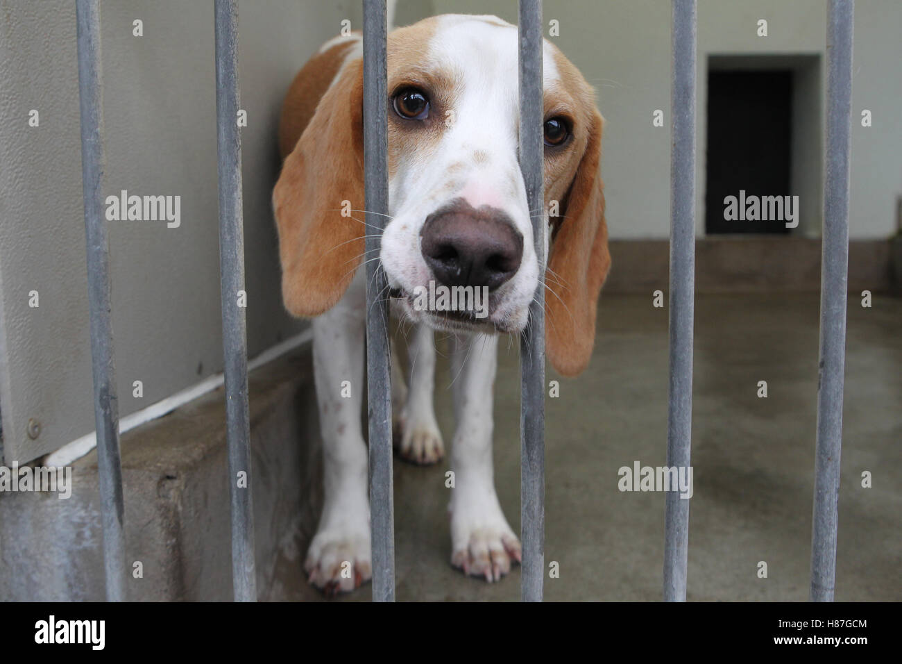 dog in rescue center Stock Photo - Alamy