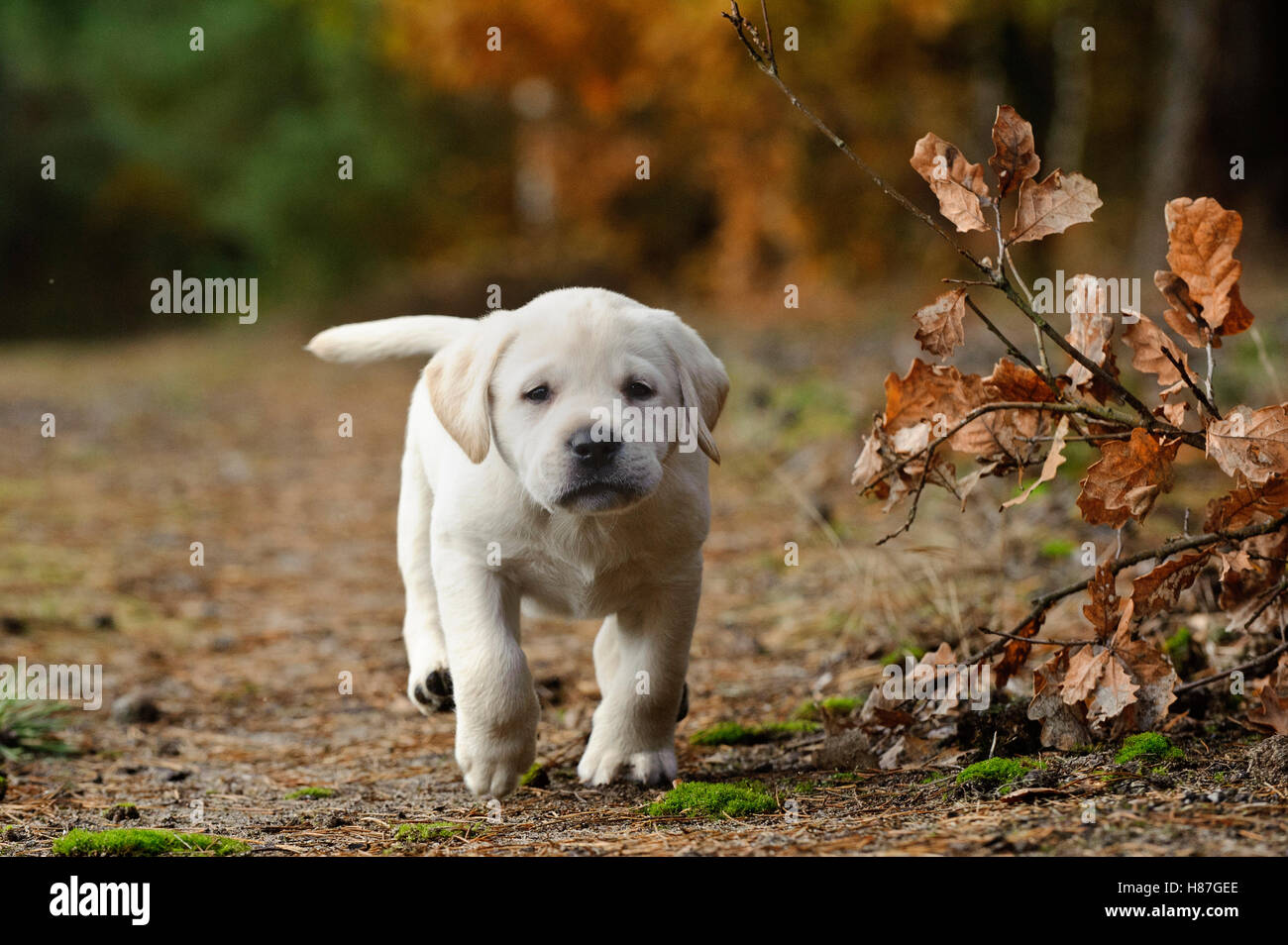 Yellow Labrador retriever puppy in autumn scenery Stock Photo - Alamy
