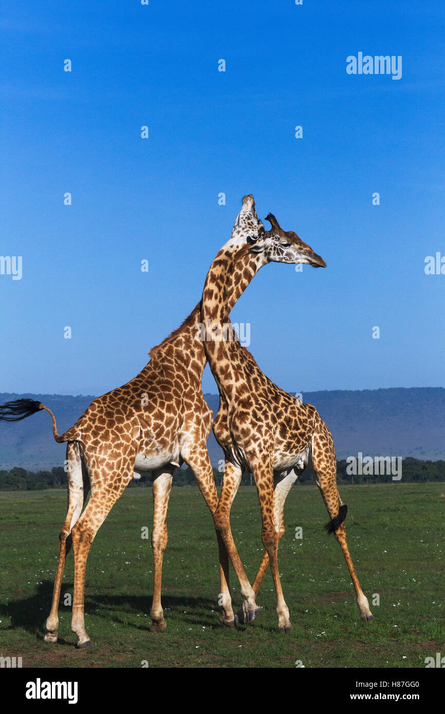 Masai Giraffe (Giraffa camelopardalis tippelskirchi) males necking ...