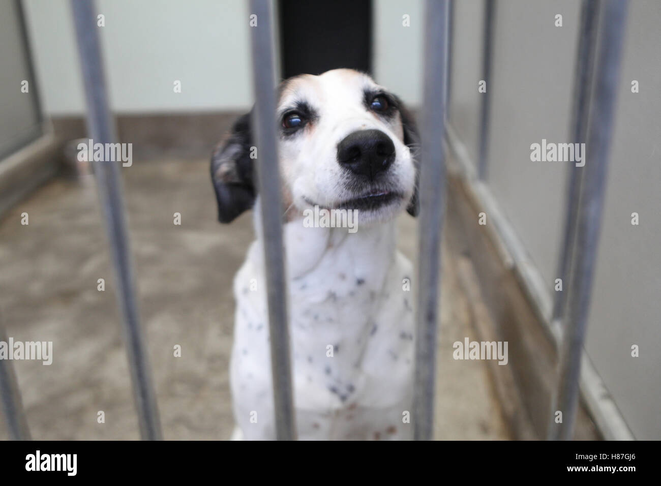 dog in rescue center Stock Photo - Alamy