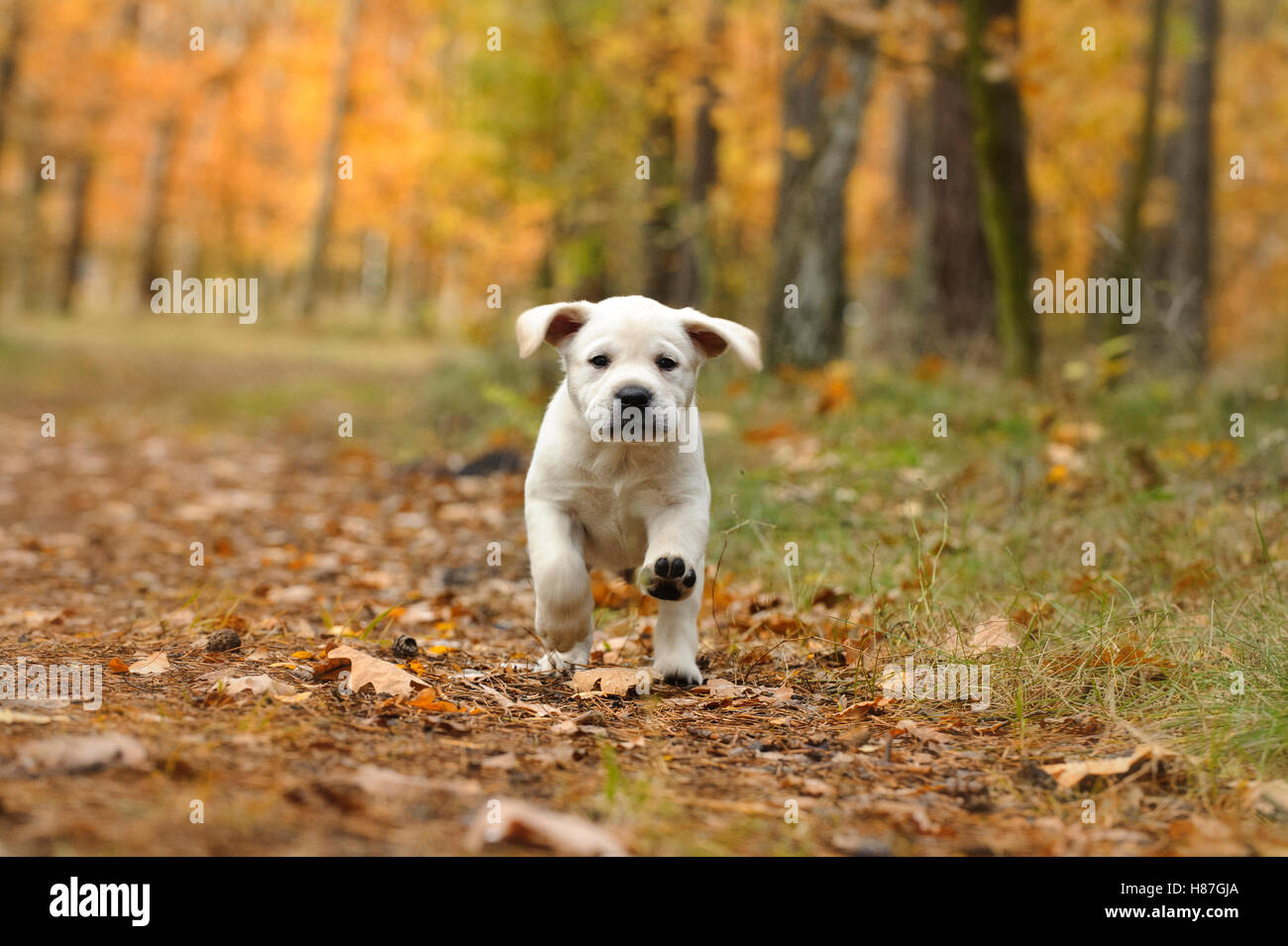 Yellow Labrador retriever puppy in autumn scenery Stock Photo - Alamy