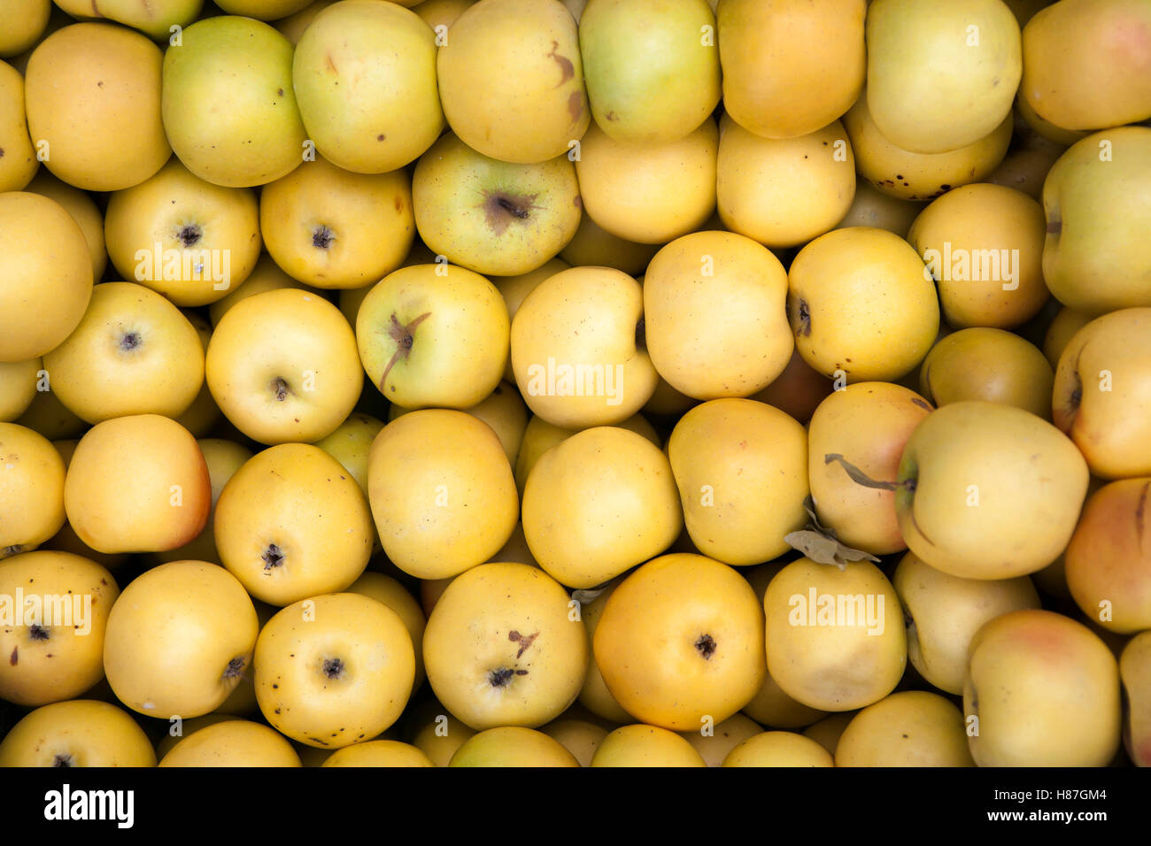 Yellow Apple Background, shallow depth of field Stock Photo - Alamy