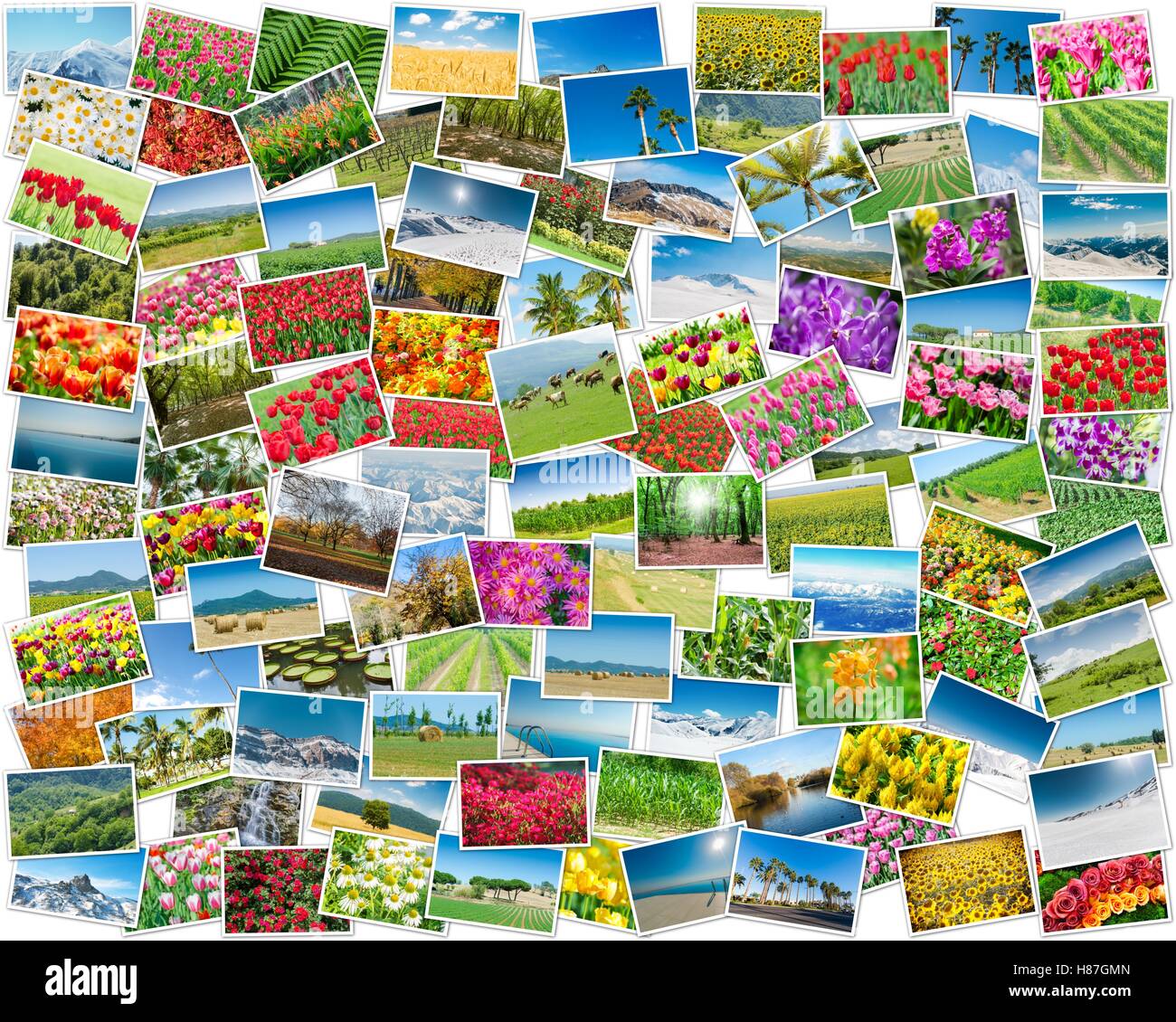 Collage of various nature photos Stock Photo - Alamy