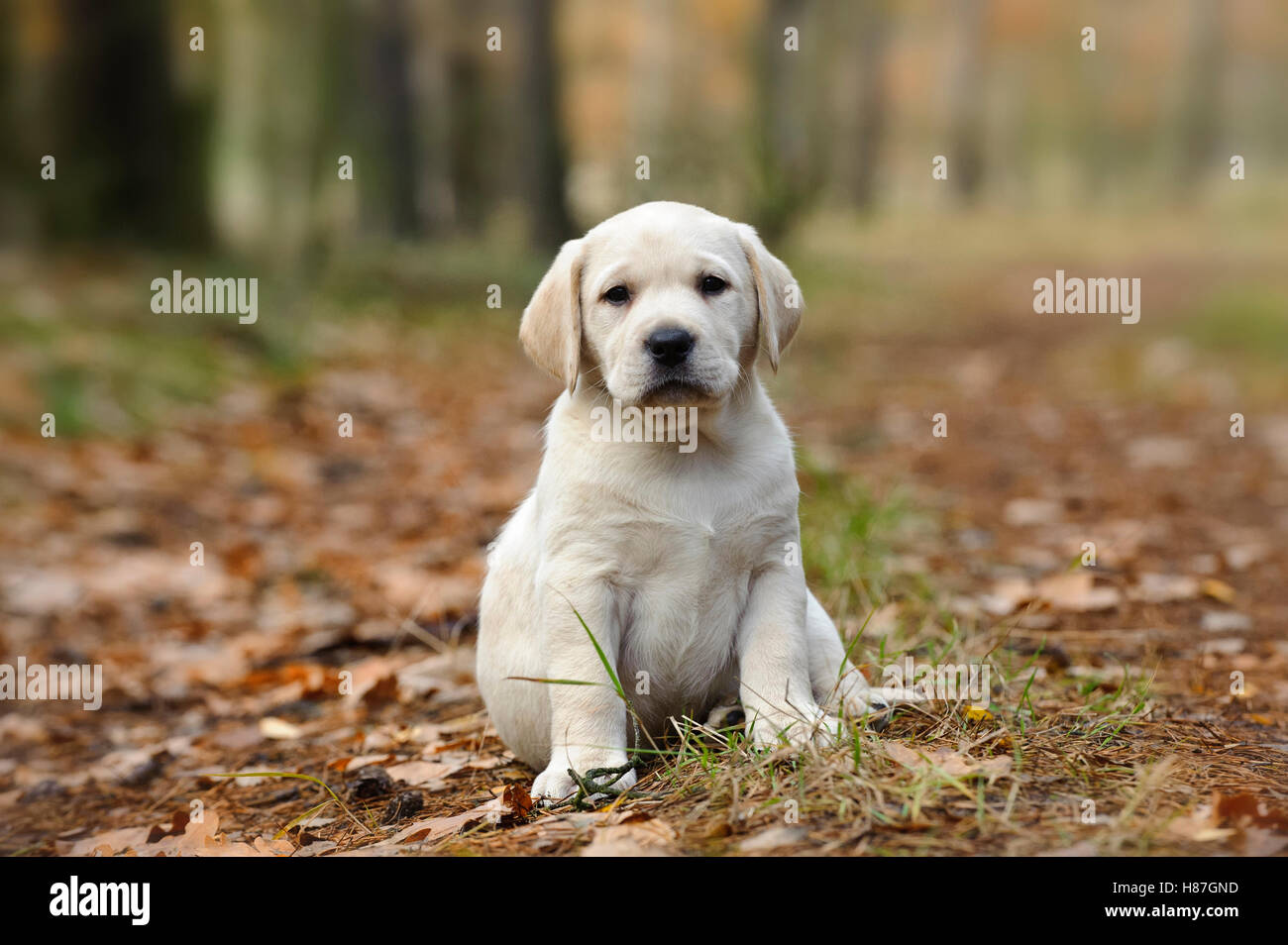 Lab puppy hi-res stock photography and images - Alamy