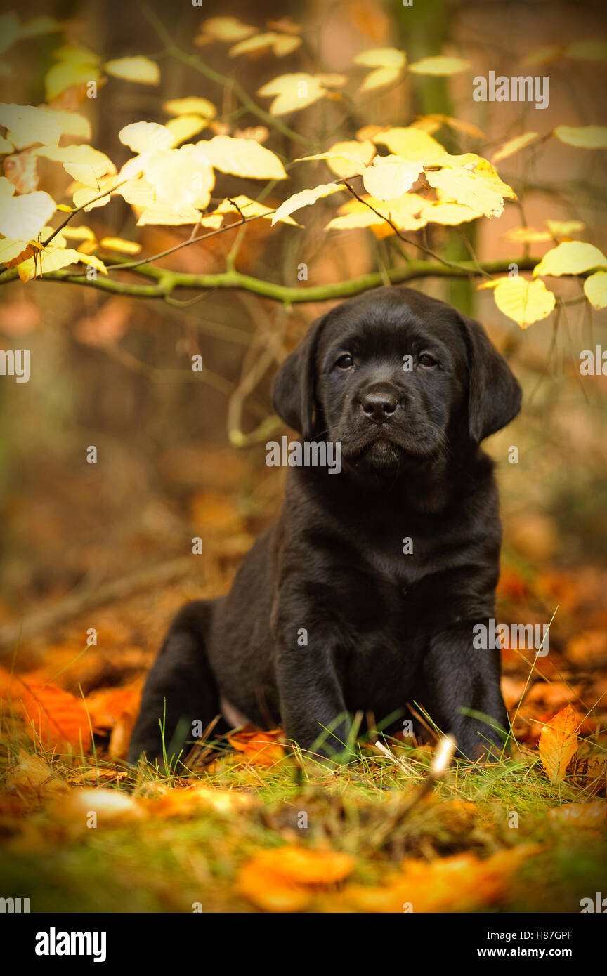 Black Labrador retriever puppy in autumn scenery Stock Photo - Alamy