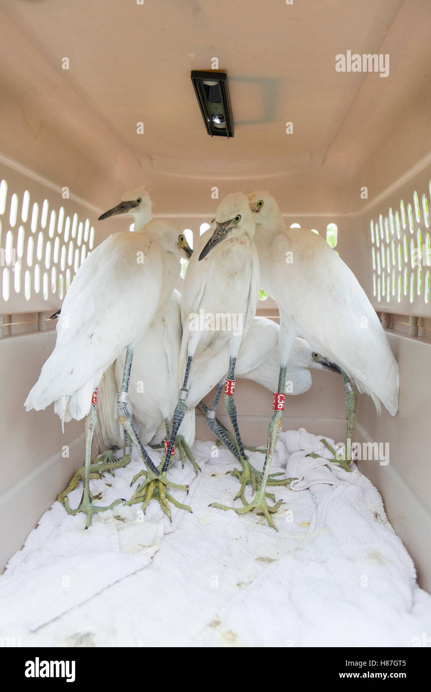 Snowy Egret (Egretta thula) sub-adults awaiting release, The Bird ...
