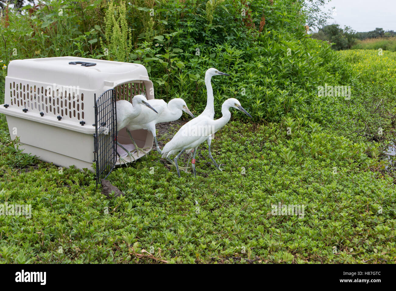Snowy Egret (Egretta thula) sub-adults leaving carrier during release ...