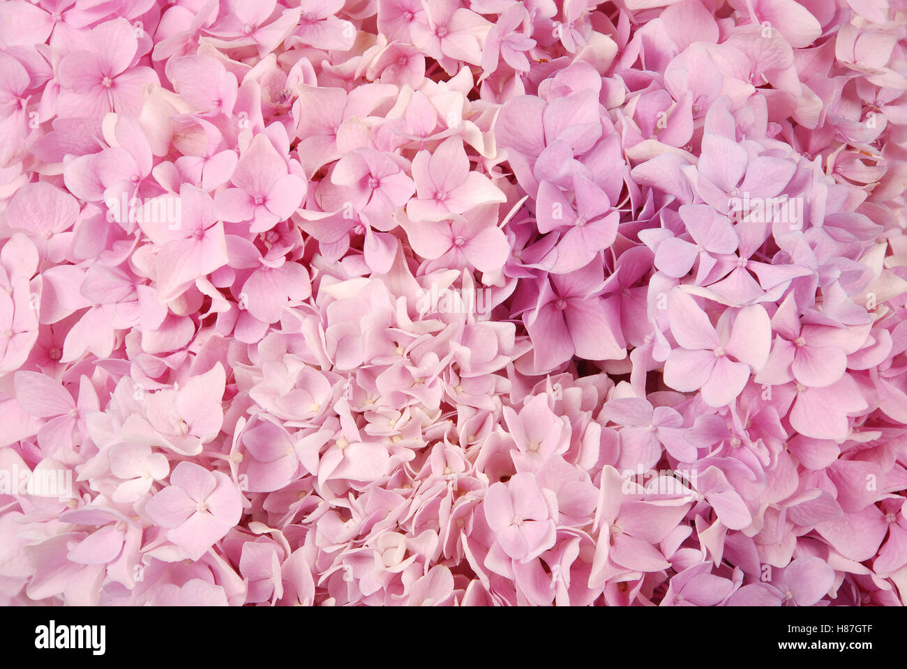 Beautiful Pink hydrangeas flower background. Natural color Stock Photo ...