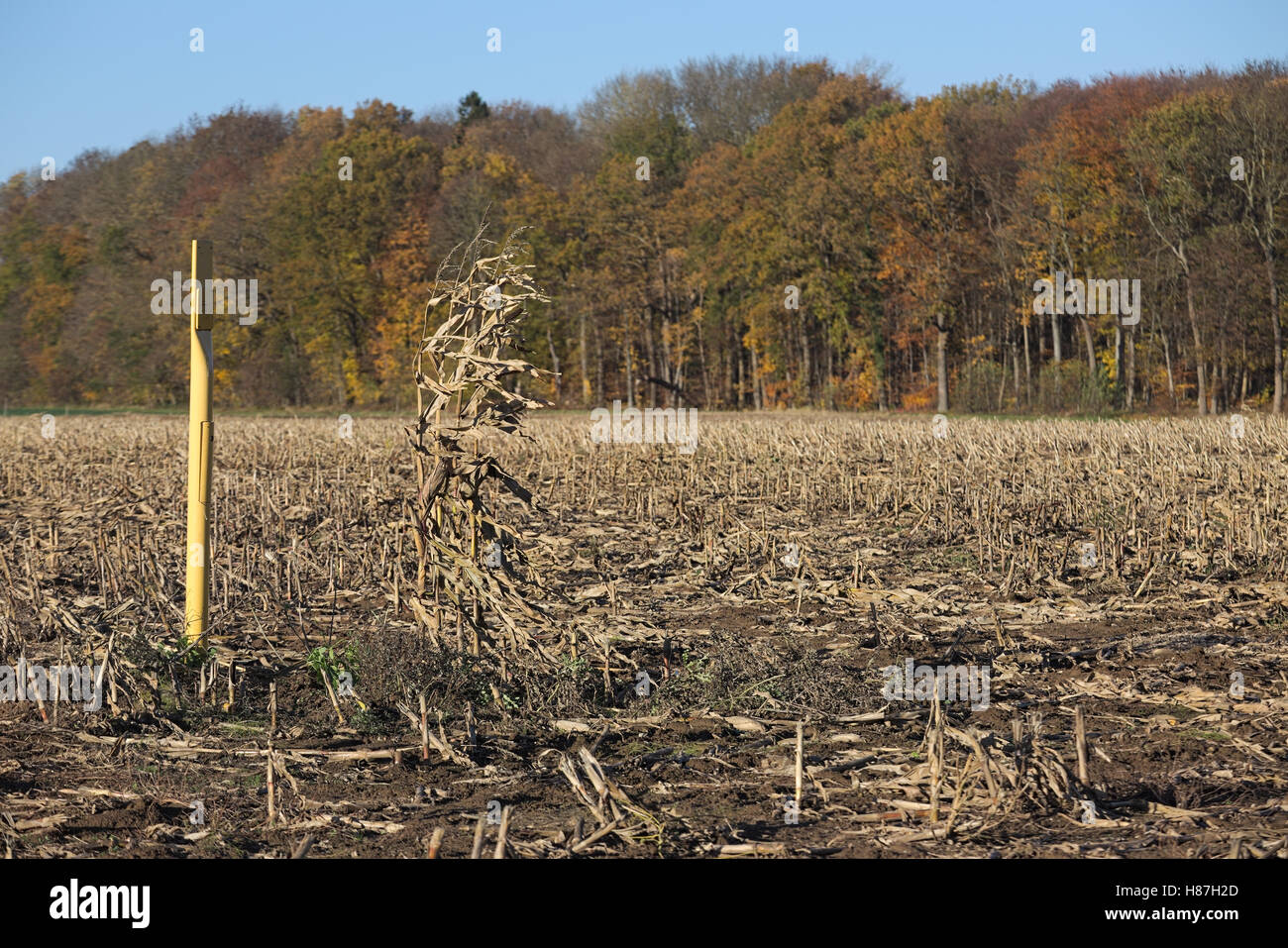 Dead corn on plant hi-res stock photography and images - Alamy