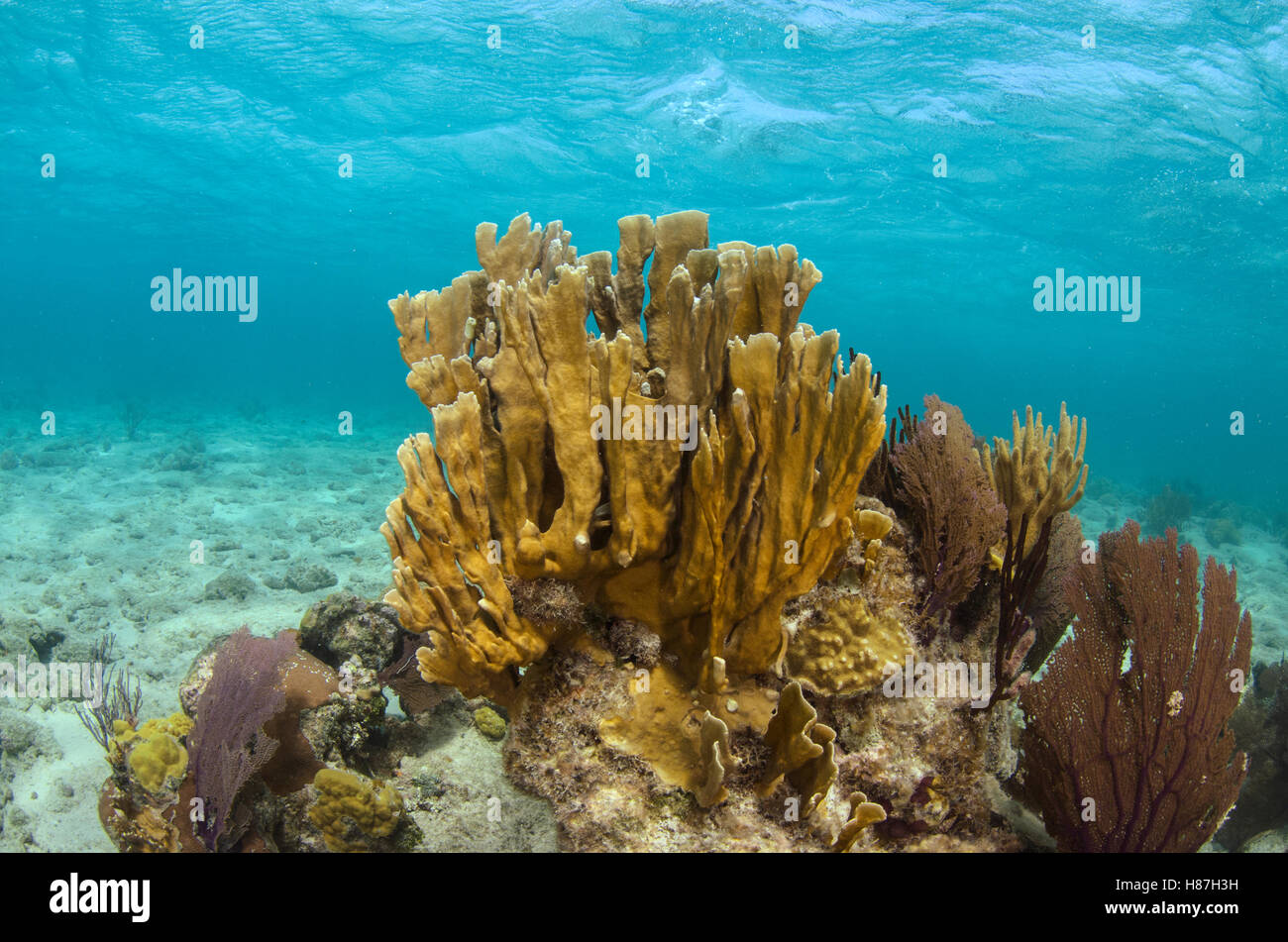 Bladed Fire Coral (Millepora complanata), Lighthouse Reef, Belize Stock ...