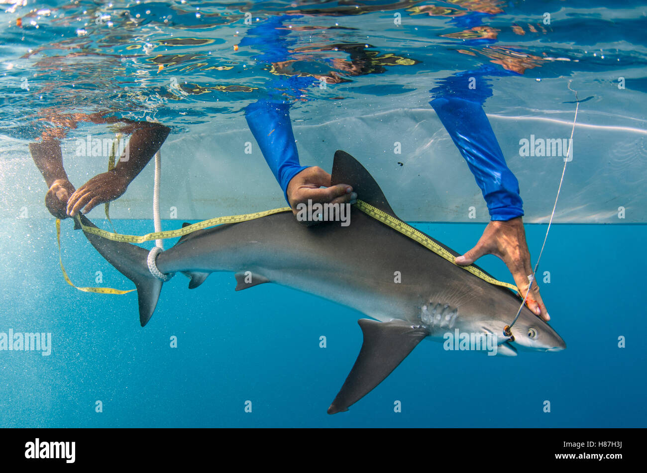 Caribbean Reef Shark (Carcharhinus perezii) being measured by ...