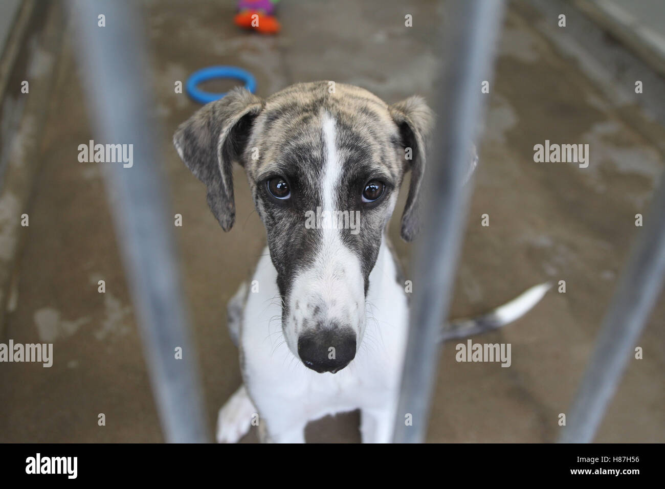 dog in rescue center Stock Photo - Alamy