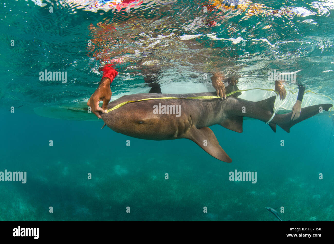 Short-tail Nurse Shark (Ginglymostoma cirratum) being measured by ...