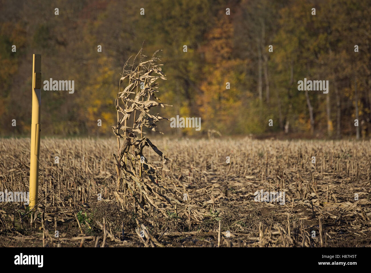 Dead corn on plant hi-res stock photography and images - Alamy
