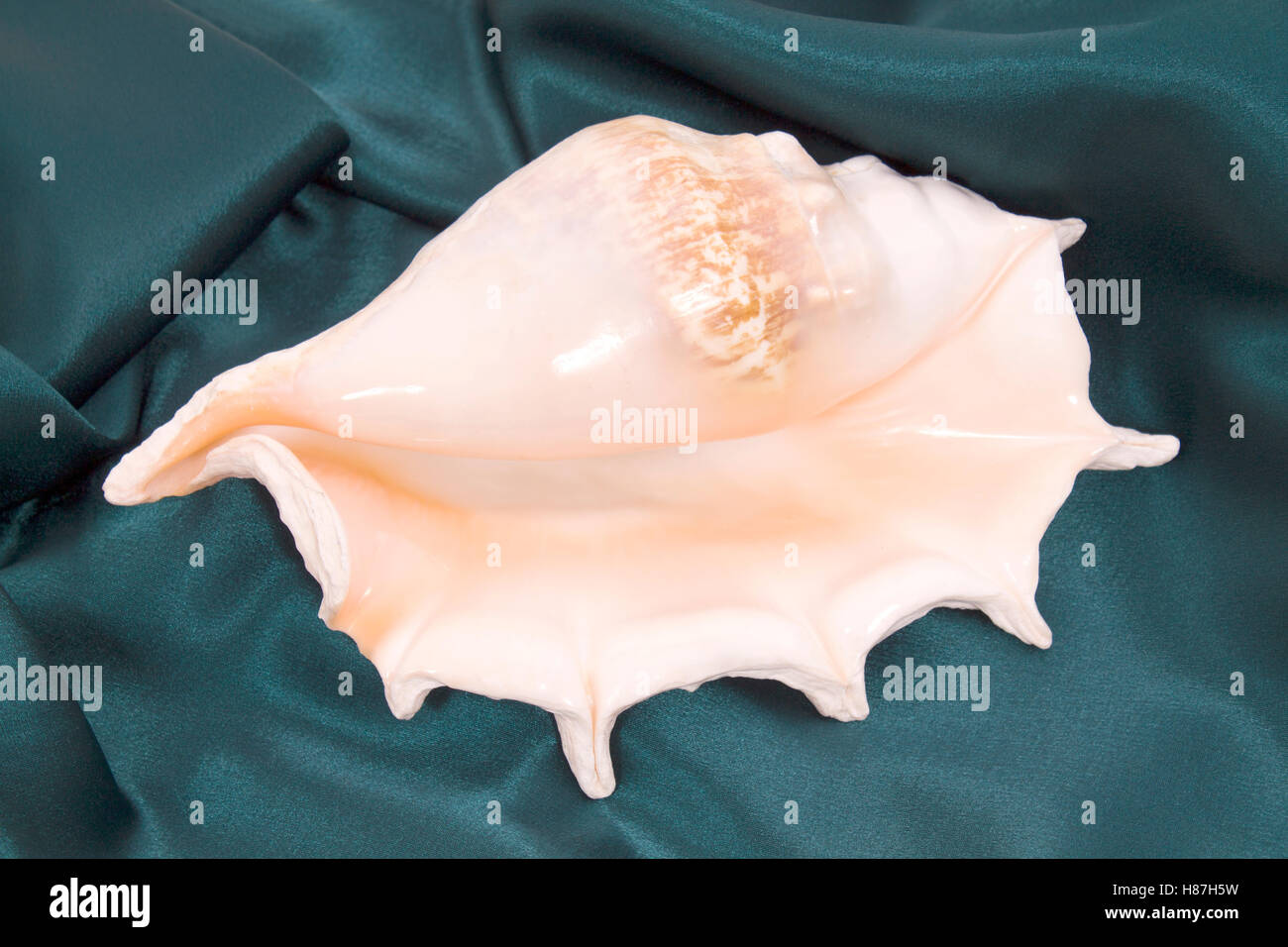 Rapana Venosa High Resolution Stock Photography and Images - Alamy