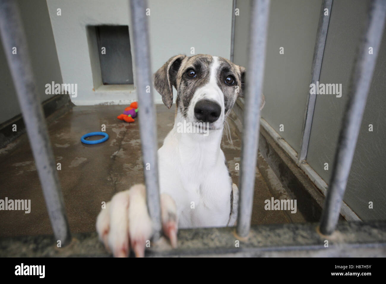 dog in rescue center Stock Photo - Alamy