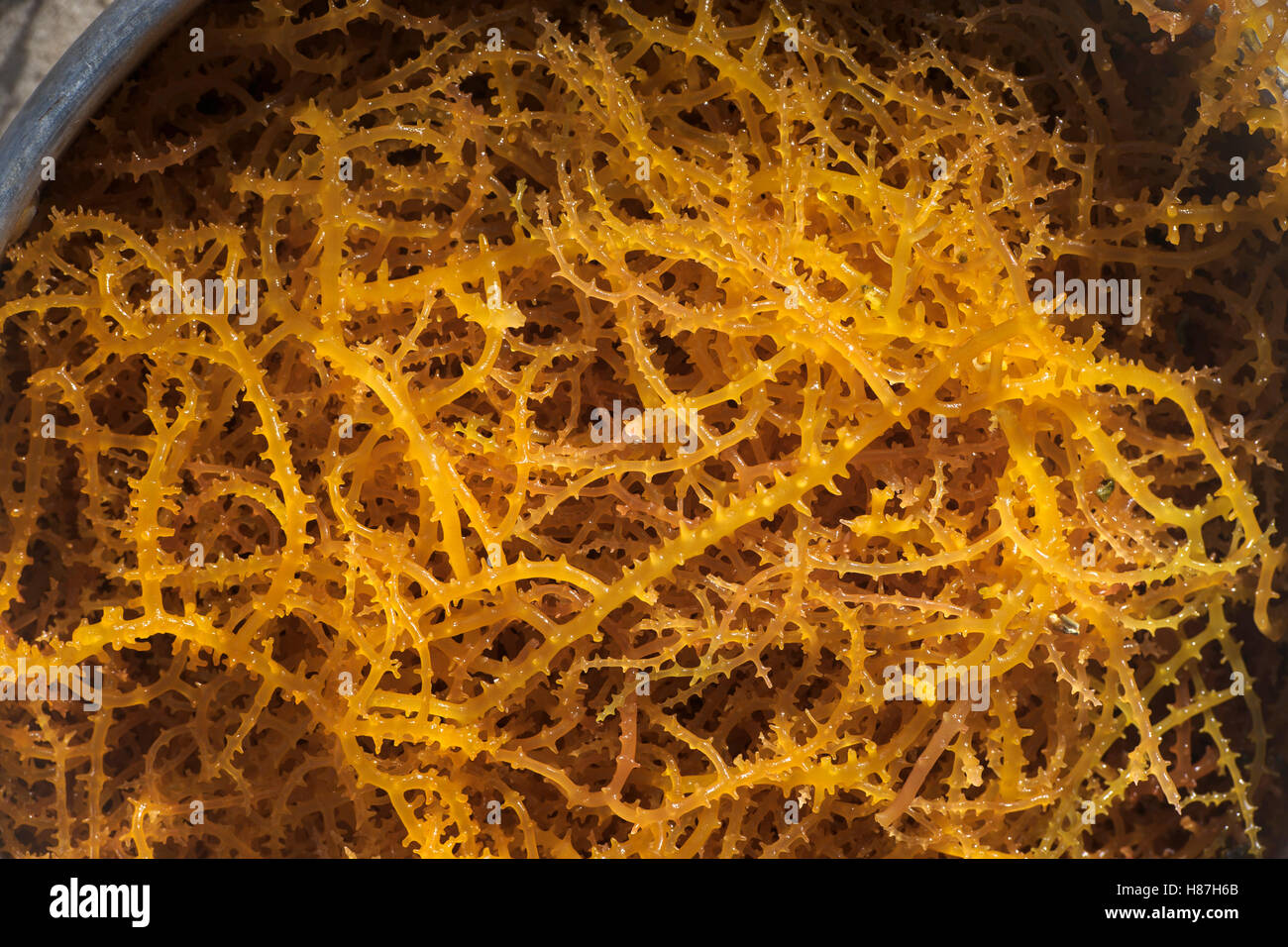 Red Algae (Eucheuma sp), Lighthouse Reef, Belize Stock Photo - Alamy