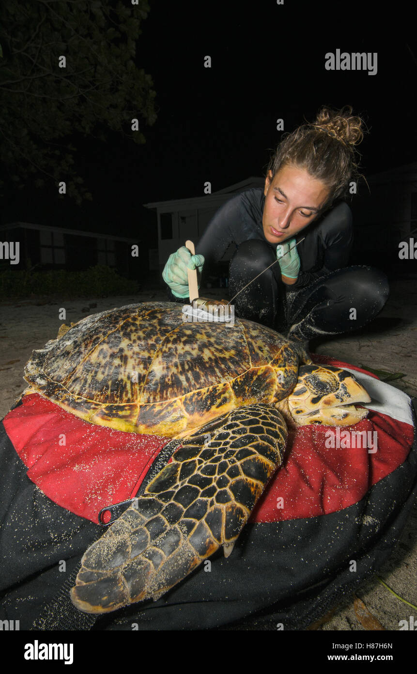 Hawksbill Sea Turtle (Eretmochelys imbricata) biologist attaching ...