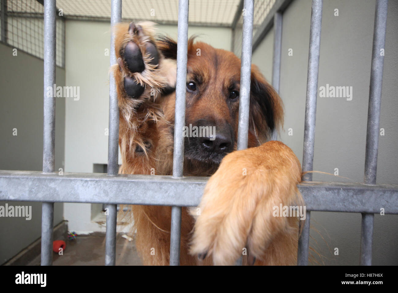 dog in rescue center Stock Photo - Alamy