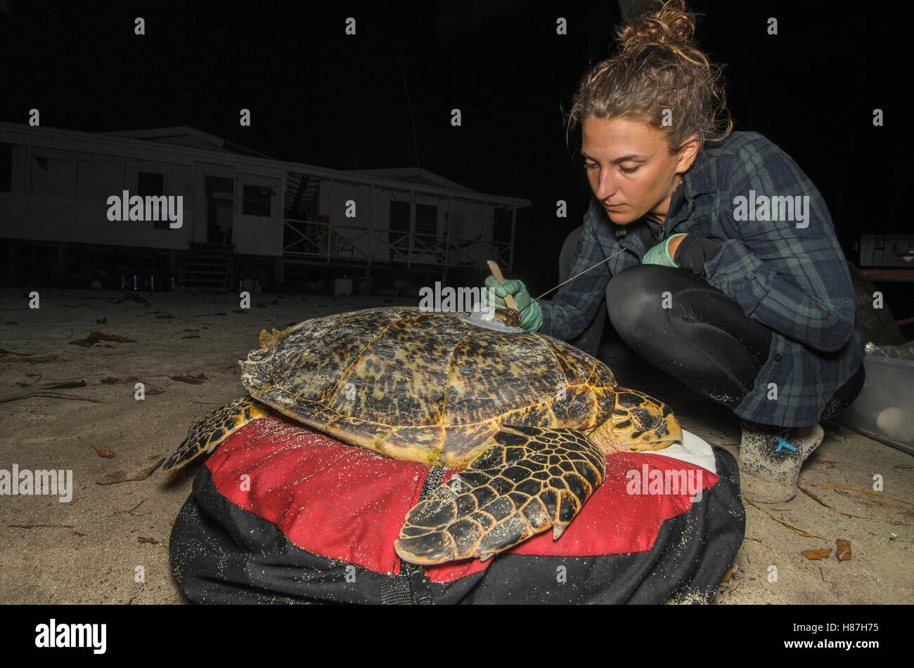 Hawksbill Sea Turtle (Eretmochelys imbricata) biologist attaching ...