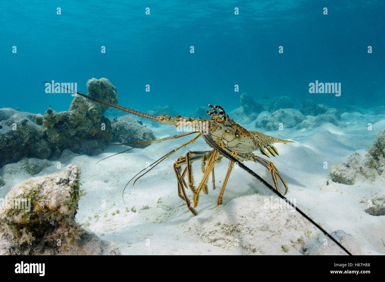 Caribbean Spiny Lobster (Panulirus argus), Lighthouse Reef, Belize ...