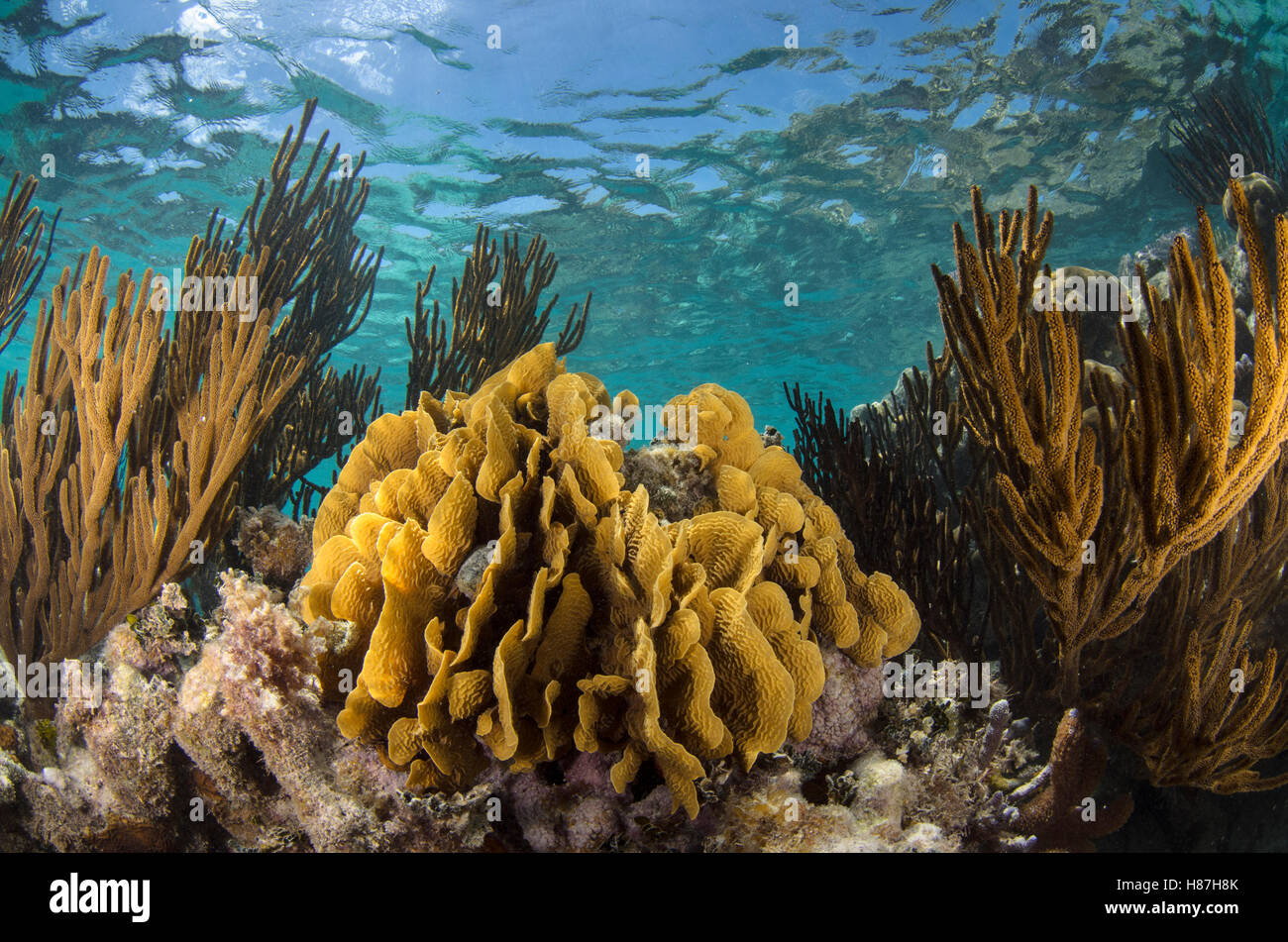 Coral reef, Ambergris Caye, Belize Stock Photo - Alamy
