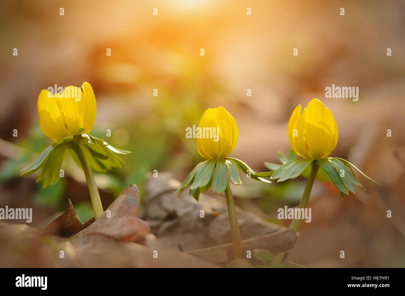 Closeup photo of wild winter aconite Stock Photo - Alamy
