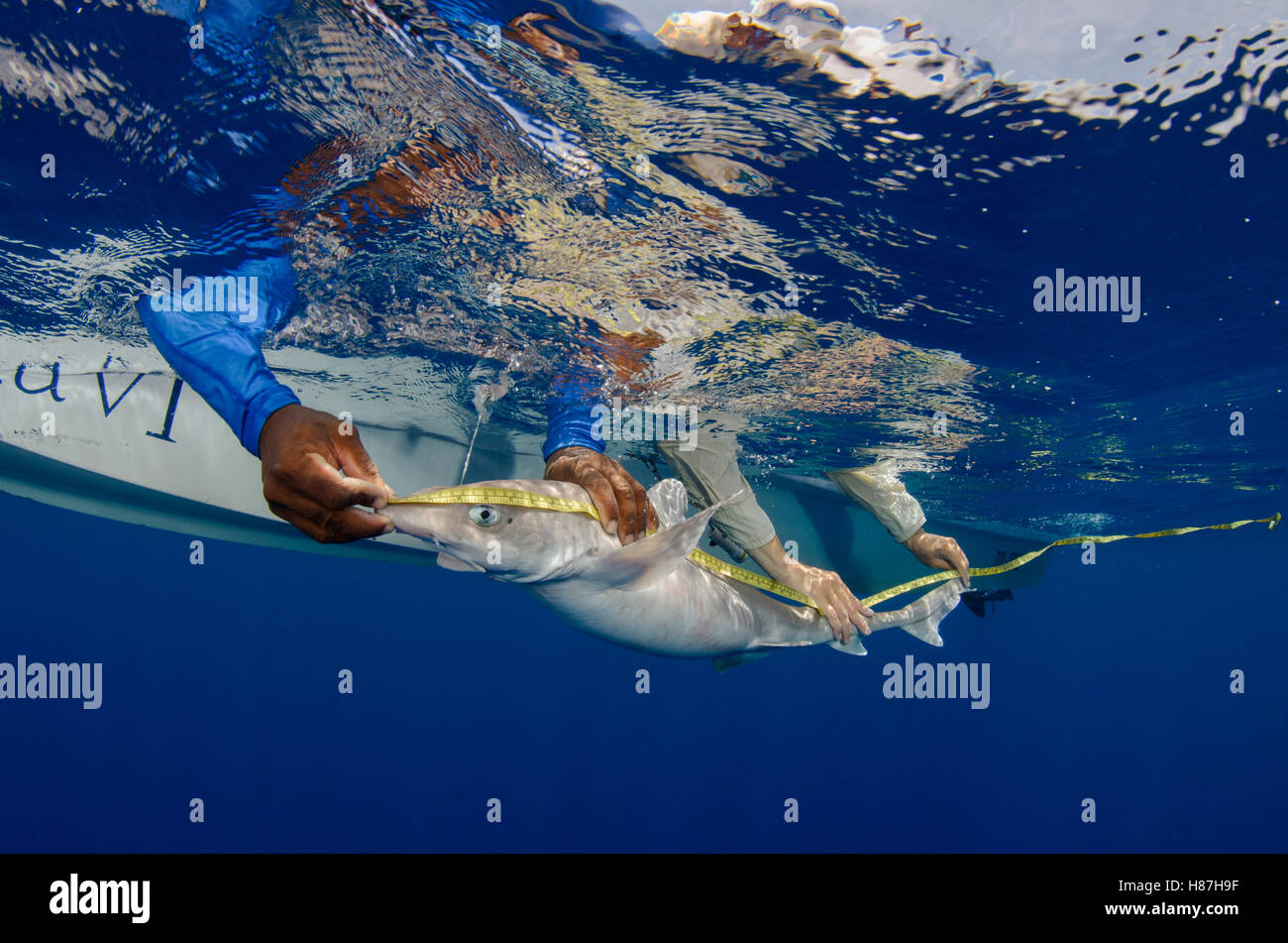 Dusky Smooth-hound (Mustelus canis) being measured by scientists ...