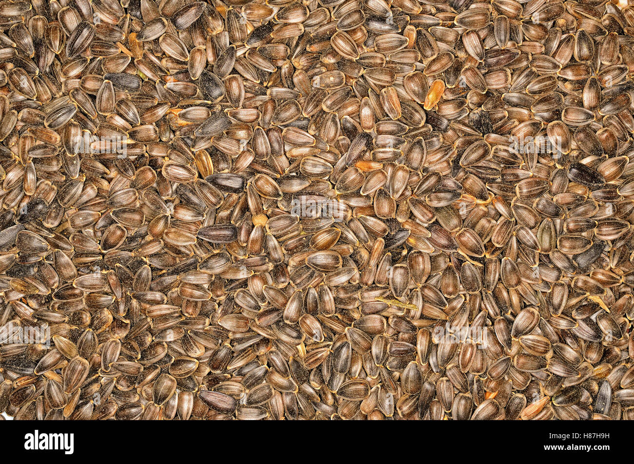 Closeup photo of dirty sunflower seeds, background Stock Photo - Alamy