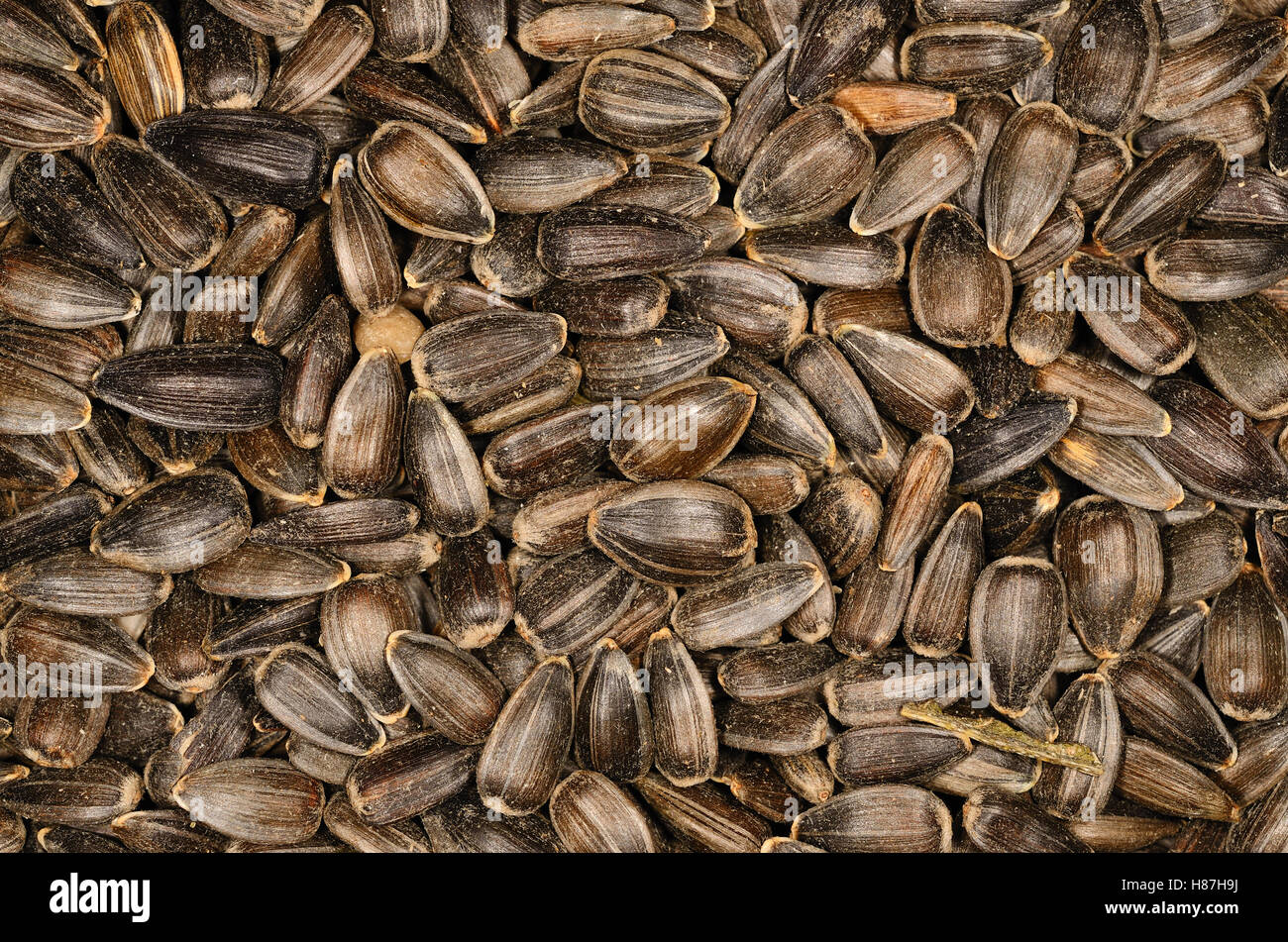 Closeup photo of dirty sunflower seeds, background Stock Photo - Alamy