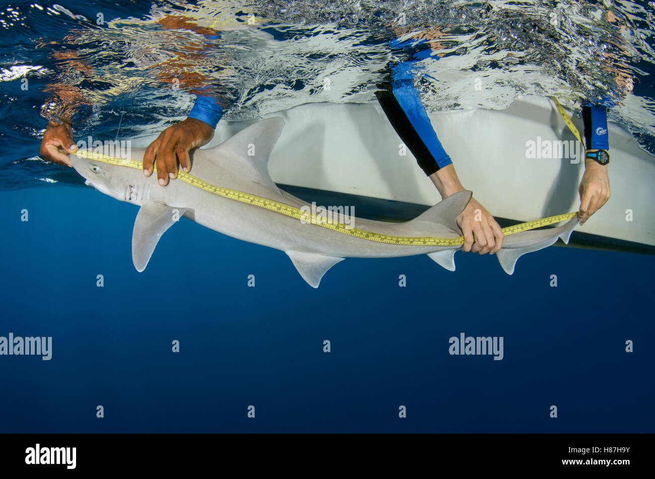 Dusky Smooth-hound (Mustelus canis) being measured by scientists ...