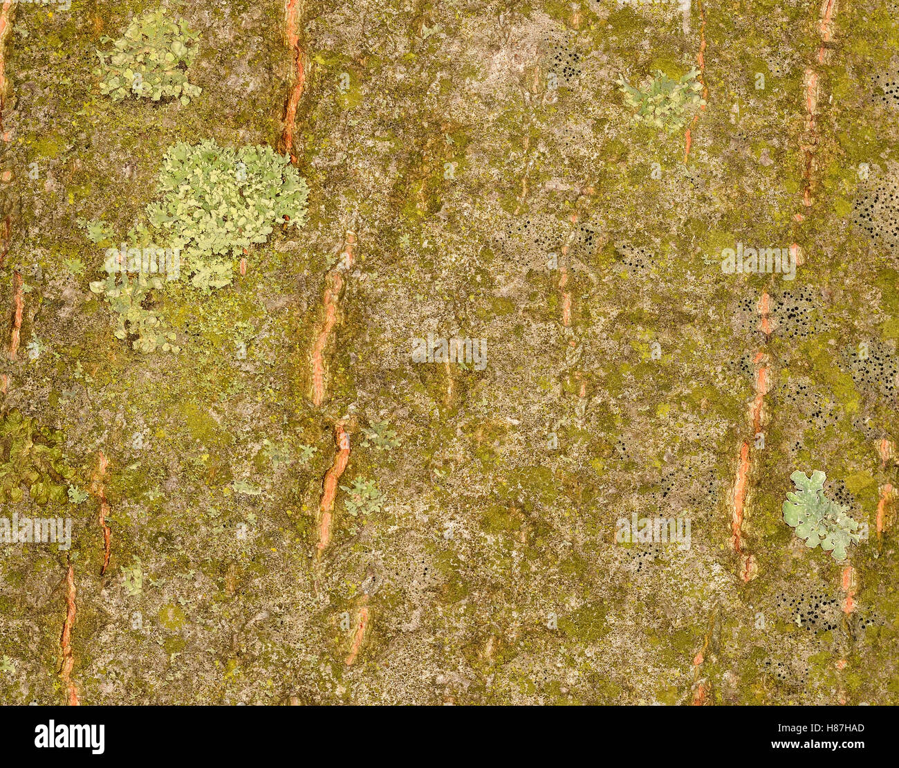 Structure of tree bark covered with green lichen, detail Stock Photo ...