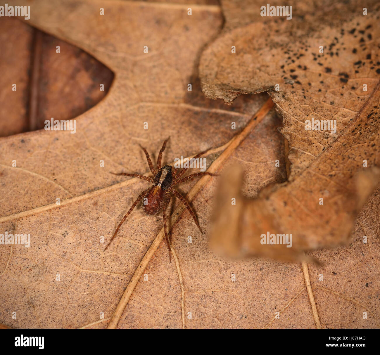 Young wolf spider resting on an autumn leaf Stock Photo - Alamy