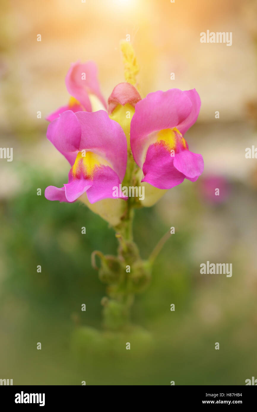 Closeup soft photo of a snapdragon flower Stock Photo - Alamy