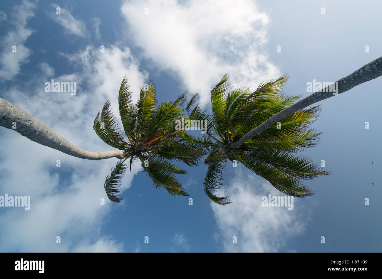 Coconut Palm (Cocos nucifera) trees, Ambergris Caye, Belize Stock Photo ...