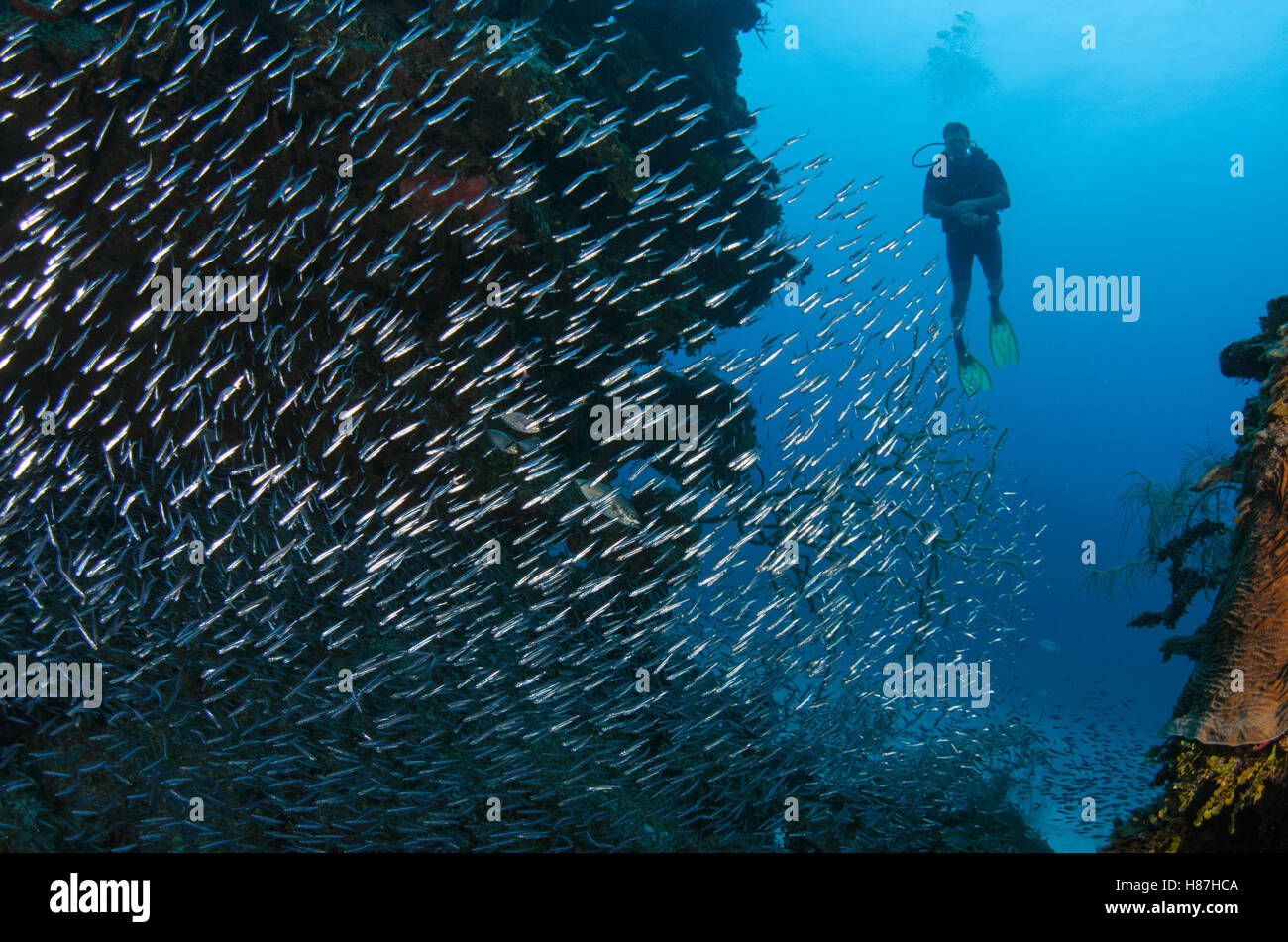 Fish school and diver, Hol Chan Marine Reserve, Belize Stock Photo - Alamy
