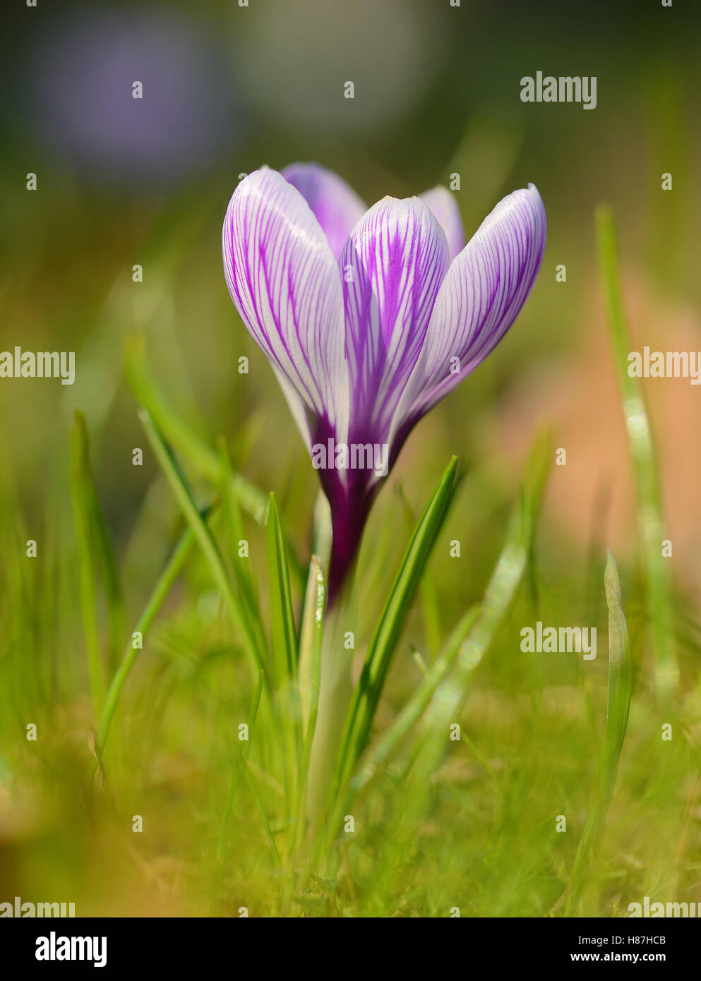 Crocus flower bloom in the field early spring Stock Photo - Alamy
