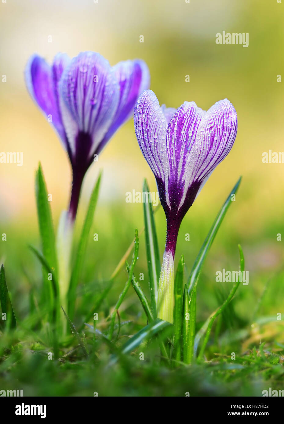 Crocus flower bloom in the field early spring Stock Photo - Alamy