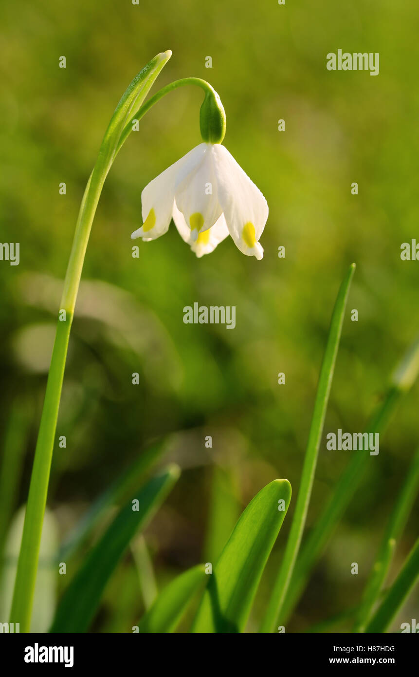 Snowflake flower bloom in early spring Stock Photo - Alamy