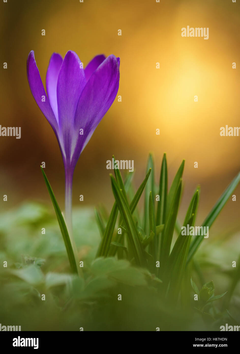 Crocus flower bloom in sunset Stock Photo - Alamy