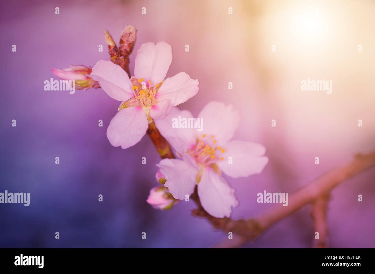 Dreamy photo of cherry flower in spring Stock Photo - Alamy