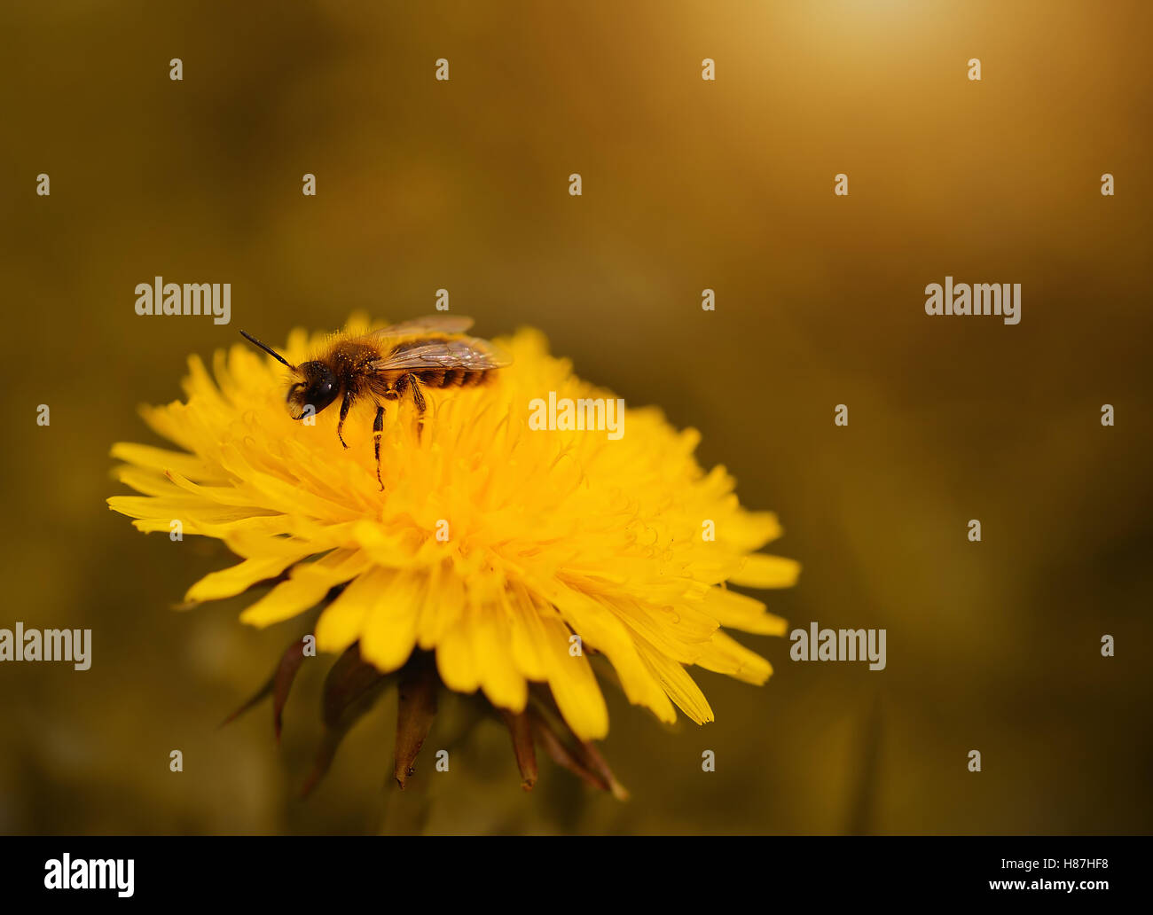 Beautiful dandelion blossom in the field Stock Photo - Alamy