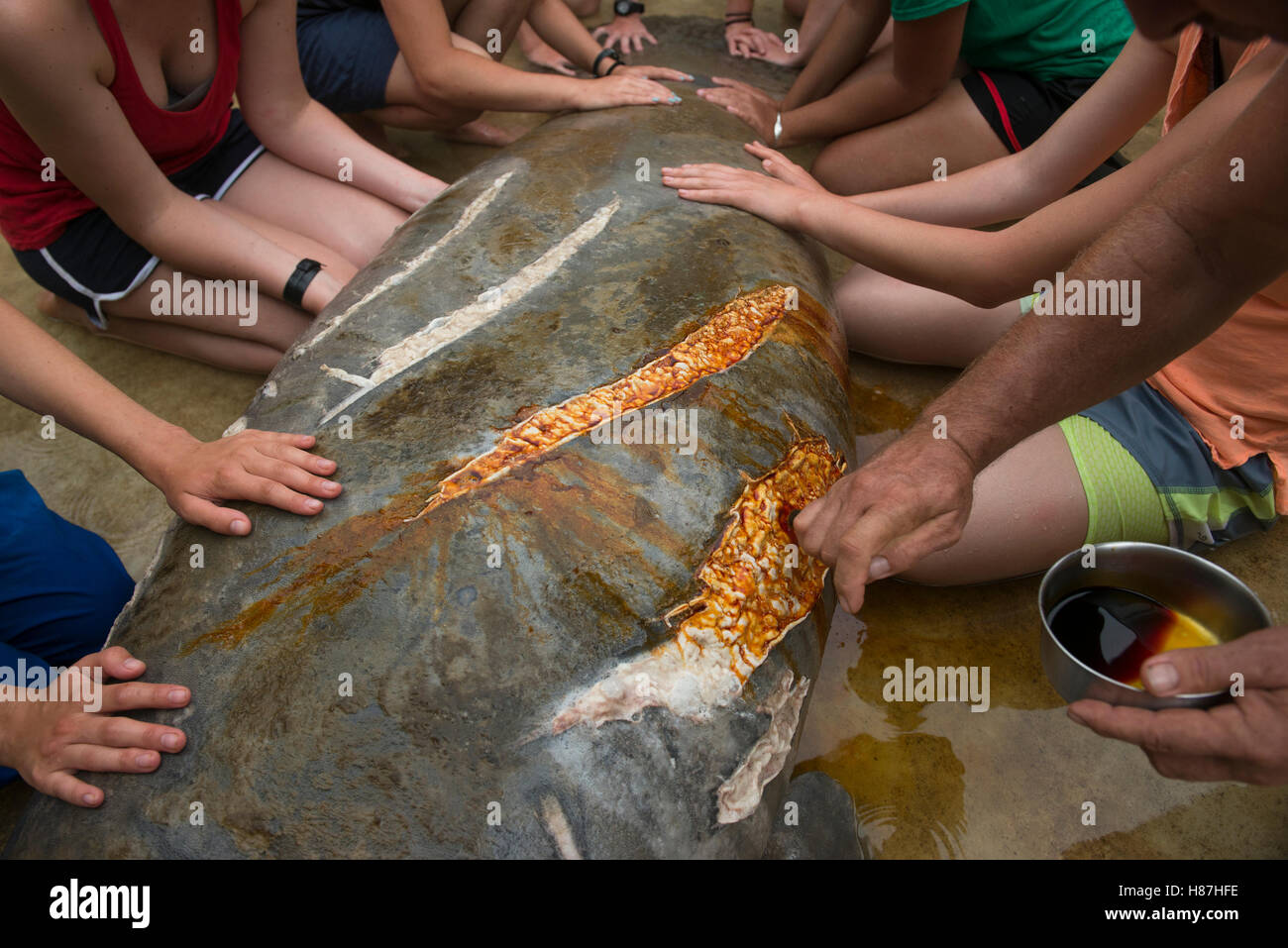 West Indian Manatee (Trichechus manatus) with propeller injuries and ...