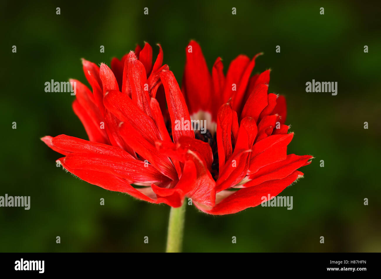 Red wildflower bloom in the meadow on dark background Stock Photo - Alamy