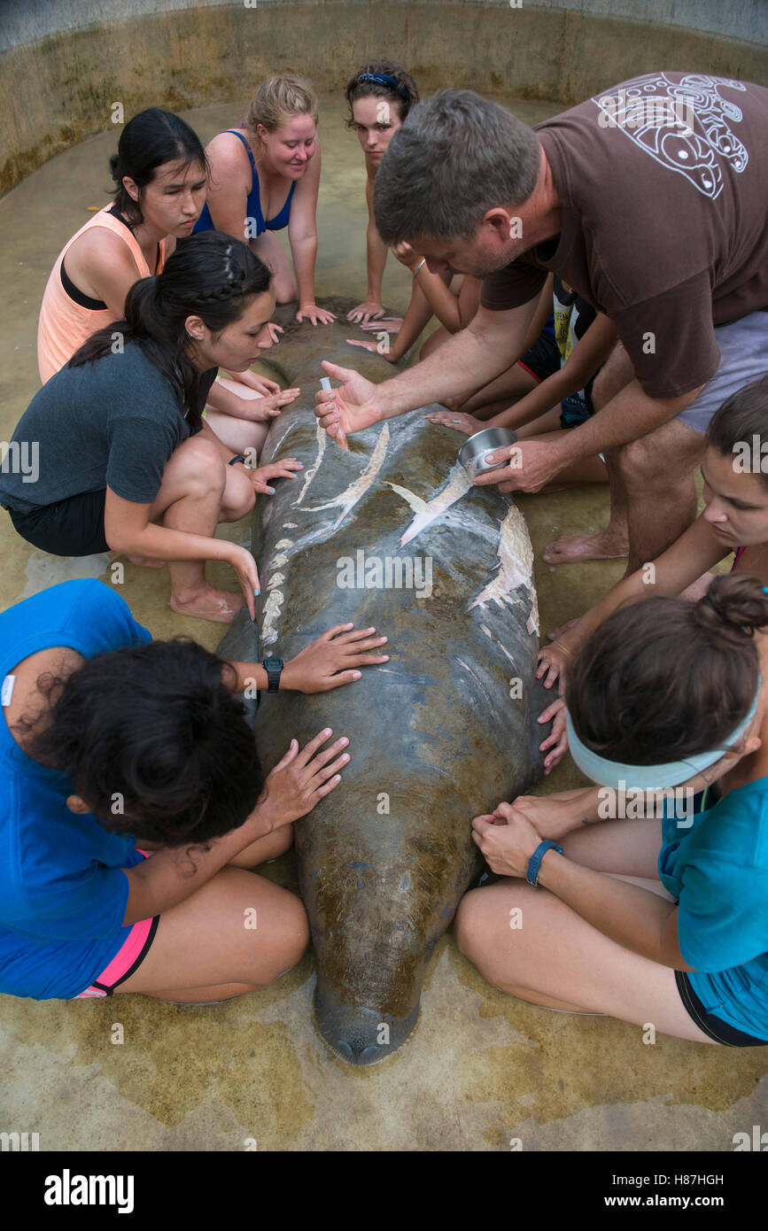West Indian Manatee (Trichechus manatus) with propeller injuries being ...